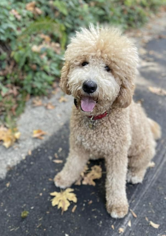 The Origins of “Floofy” – Firefly Linguistics